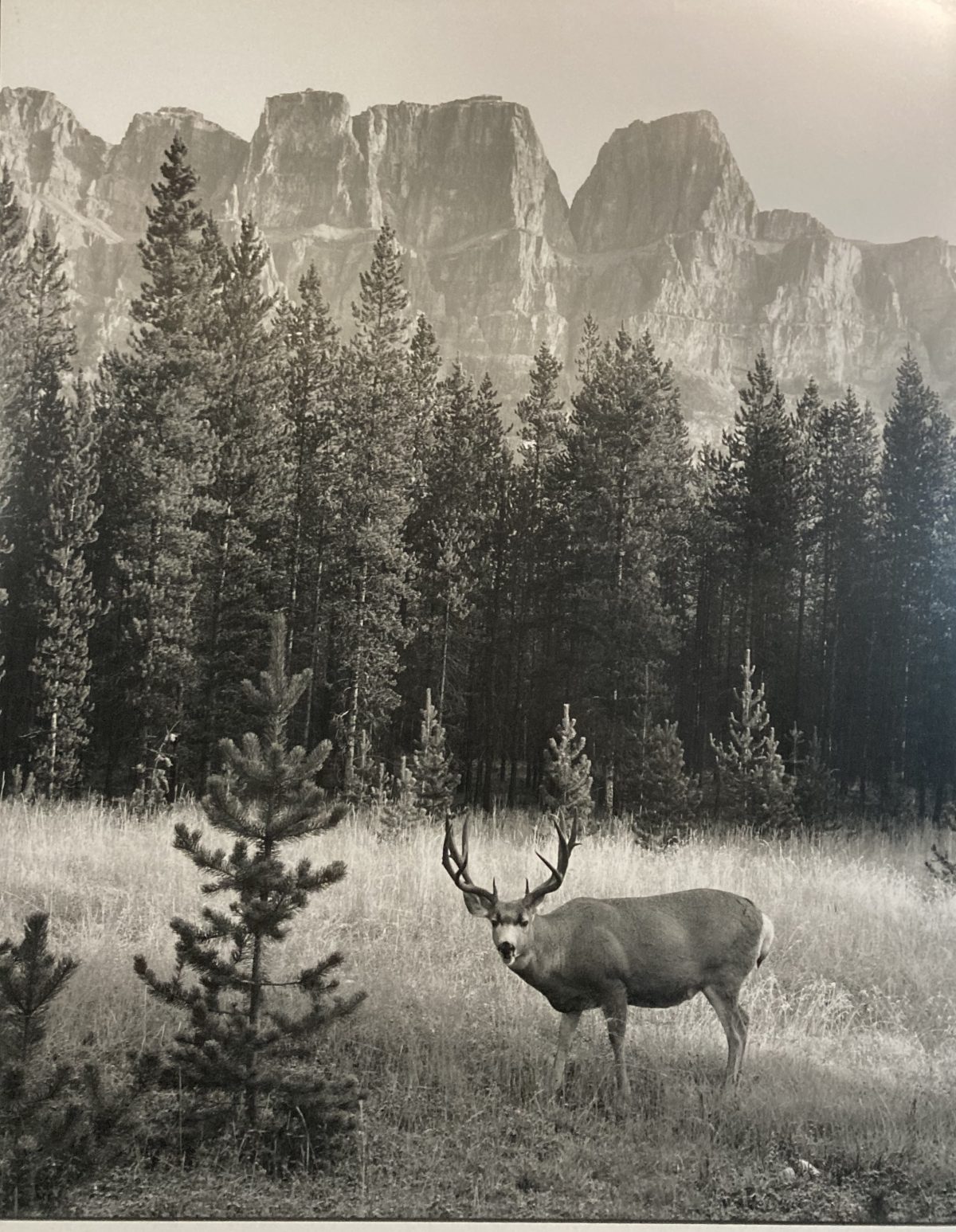 Artist Spotlight: Bruno Engler; Mountain Man Photographer